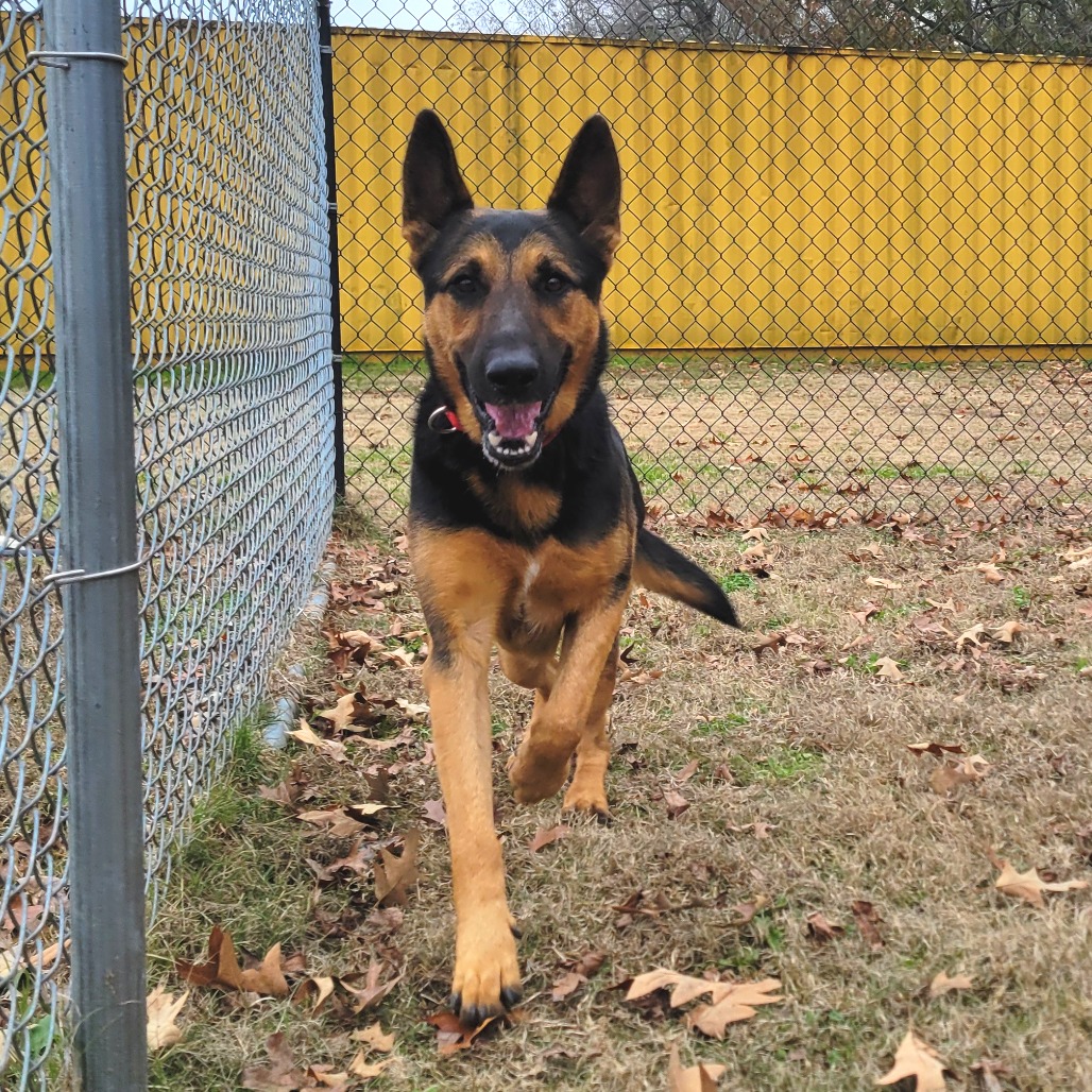 Hero (Gunner) is available for adoption at Cabot Animal Support Services