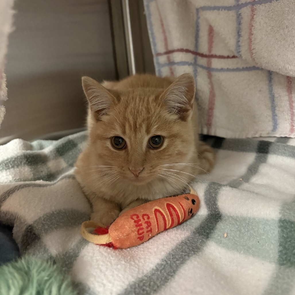 Worried Mort - Humane Animal Rescue