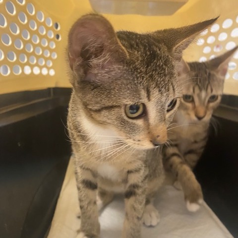 Foster | Start your fostering journey today and help save lives