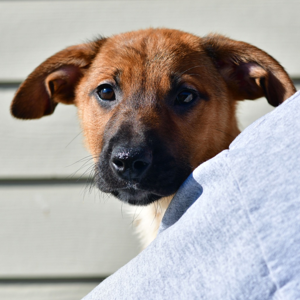 Muffin is available for adoption at Prairie Paws Animal Shelter