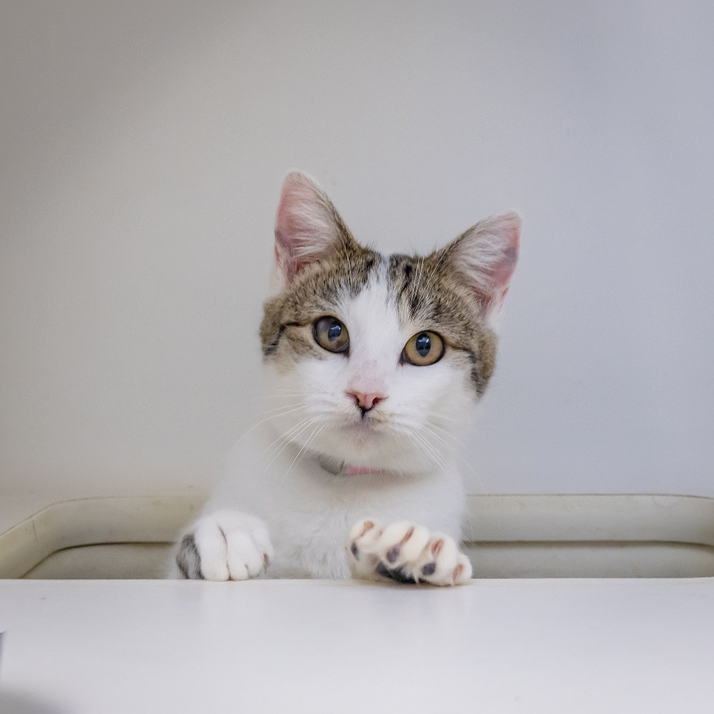 Adoptable – spcaLA