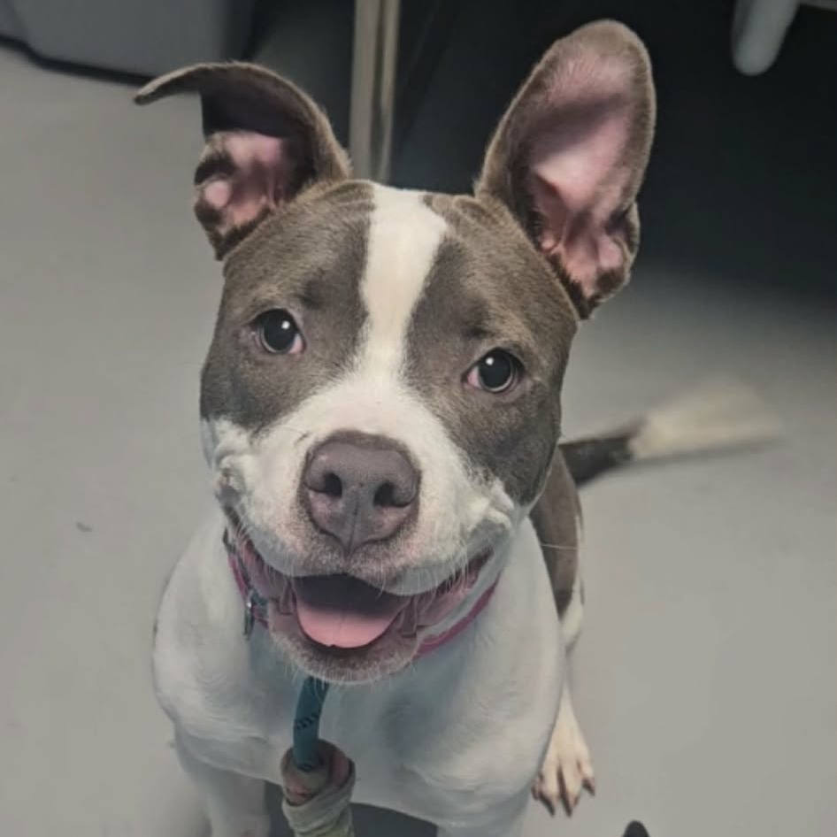 Diamond is available for adoption at ACCT Philly