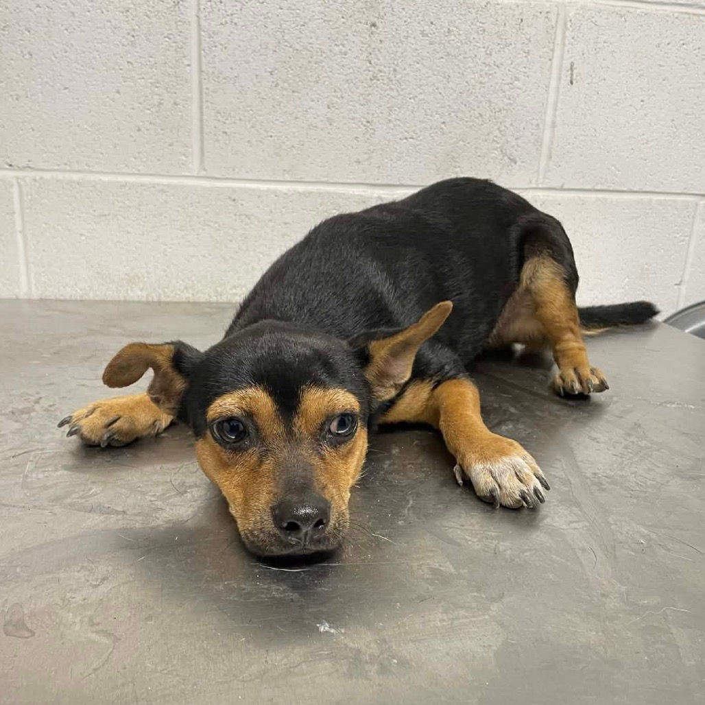 Riggs B1214 is available for adoption at Dallas Dog Rescue Rehab Reform