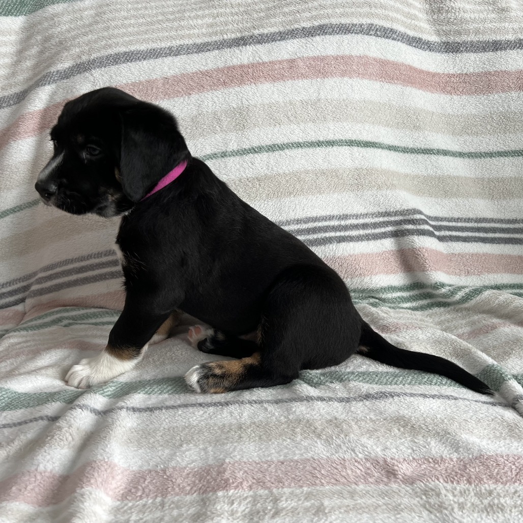 view-animal - Second Chance Animal Rescue Society