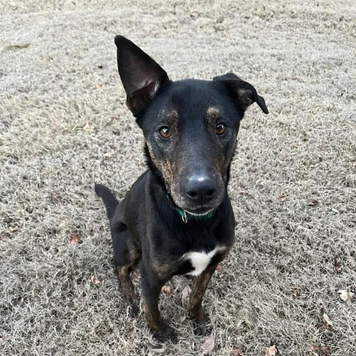 Rocket City Rescue | Adopt a Dog | Foster A Dog