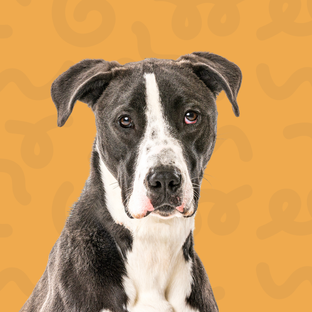 Nevada Humane Society - Uniting People and Animals