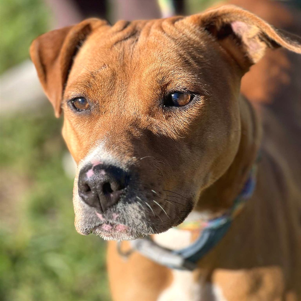 Banshee is available for adoption at HCW Animal Shelter