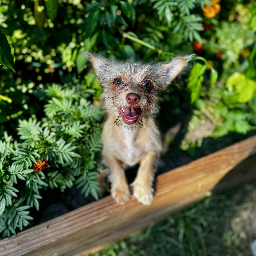 Merwin is available for adoption at Unleashed Pet Rescue and Adoption