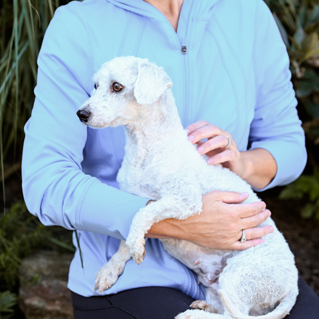 Sky - Phoenix Animal Rescue