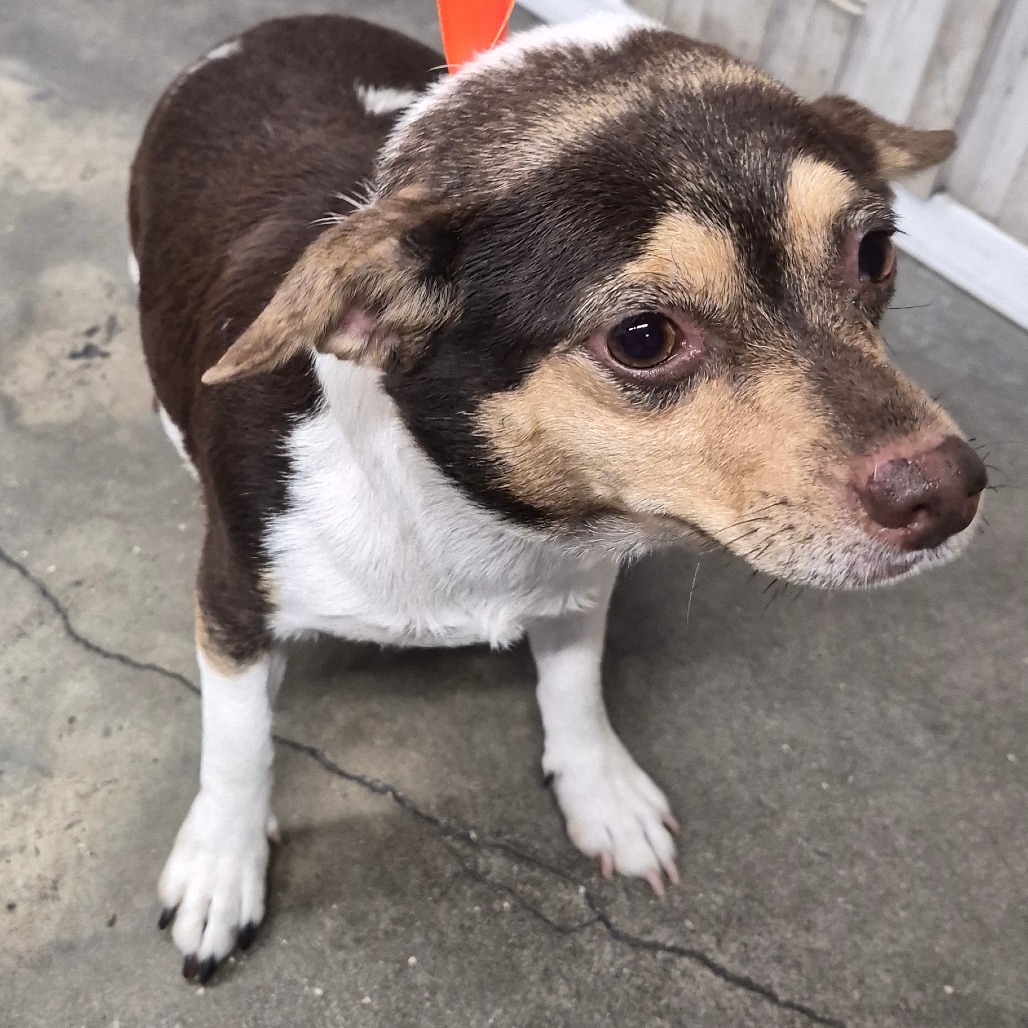 Lila is available for adoption at Humane Society of Tampa Bay ...