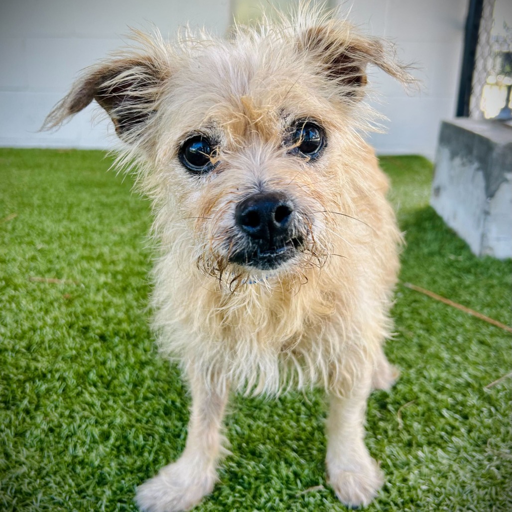 Shaggy is available for adoption at Suncoast Humane Society, Inc.