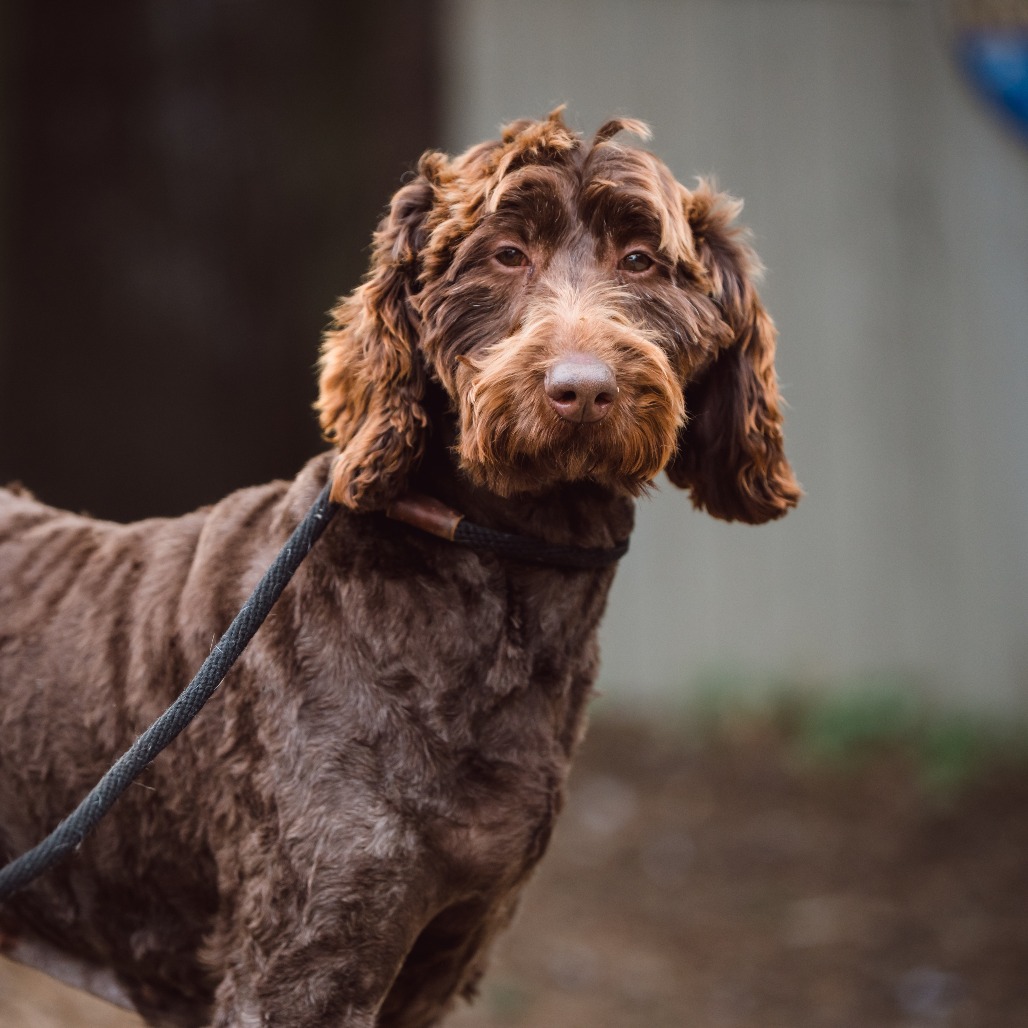 Sheila - Phoenix Animal Rescue