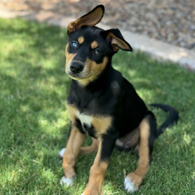 Meet Boots, a Dachshund, Standard Smooth Haired/Shepherd Dog Available ...