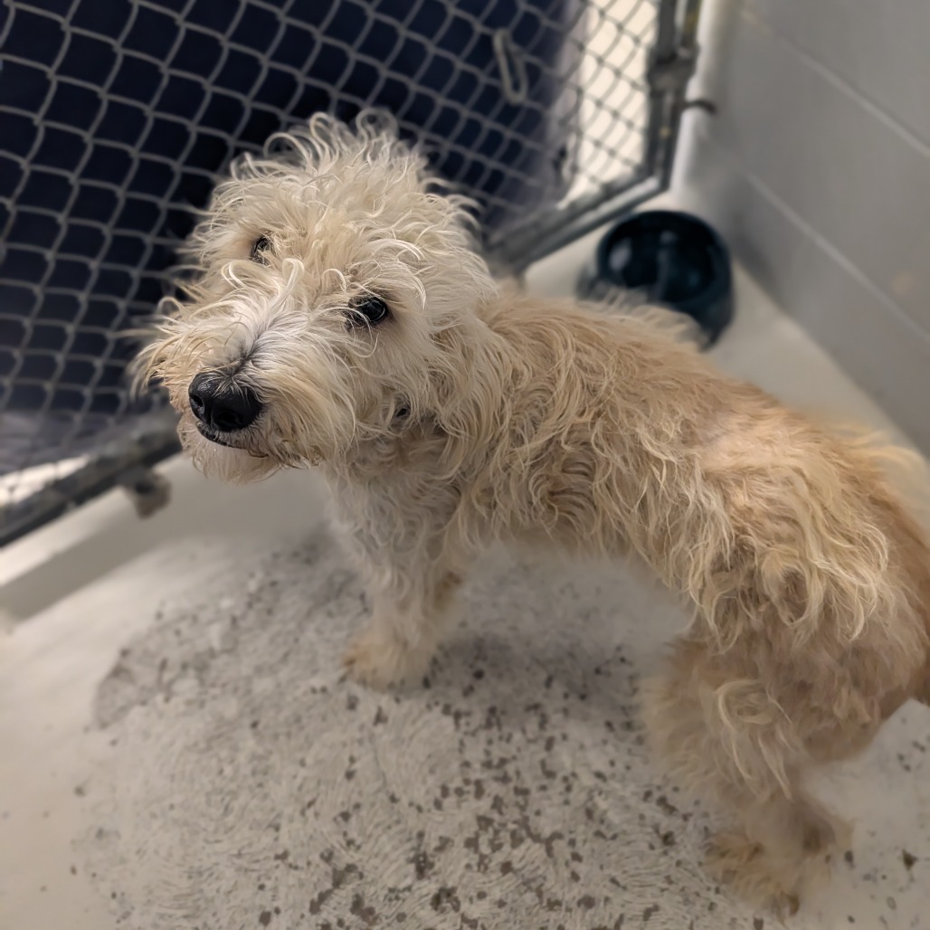Ella is available for adoption at Humane Society of Delaware County