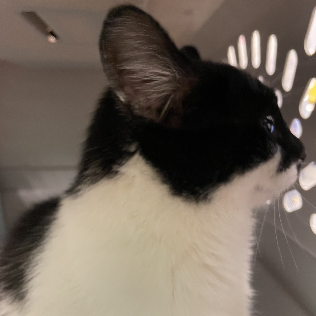 PGH-Stray-117325 - Humane Animal Rescue