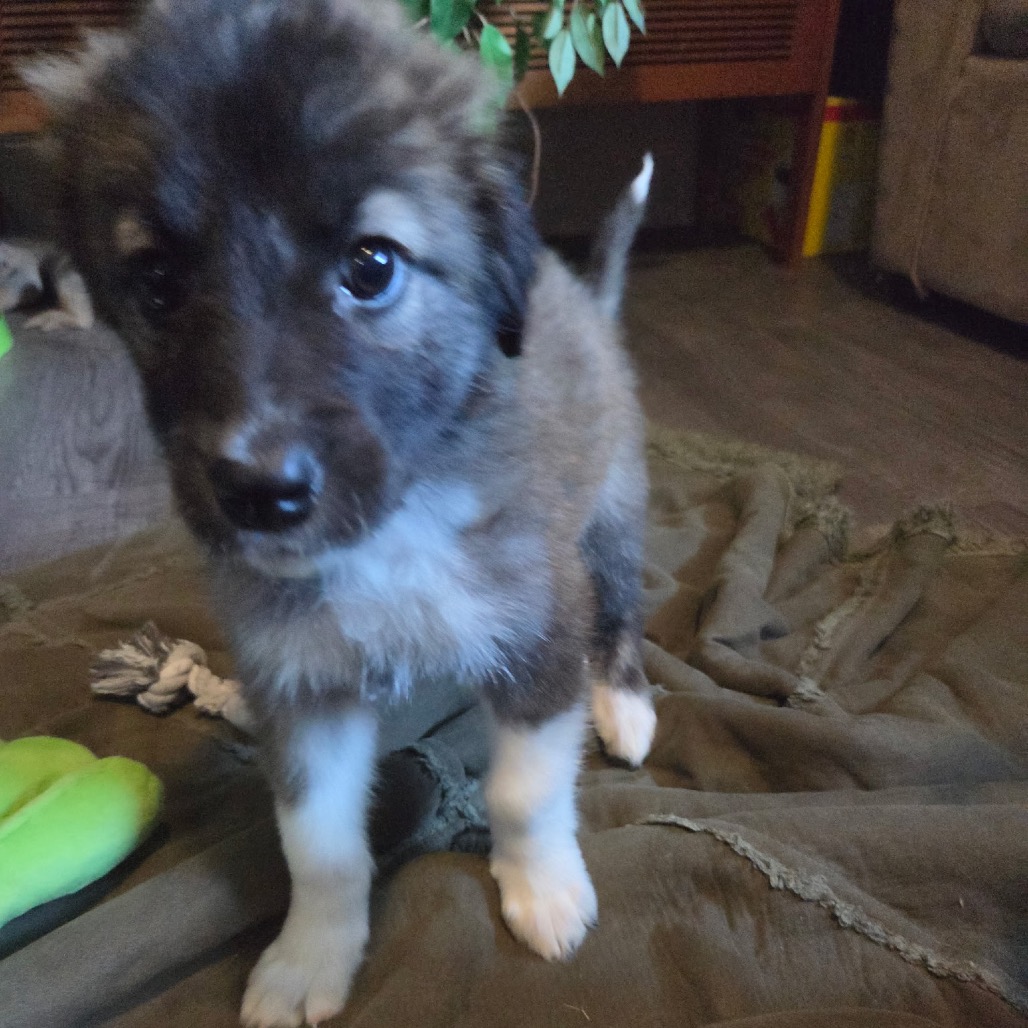 view-animal - Second Chance Animal Rescue Society