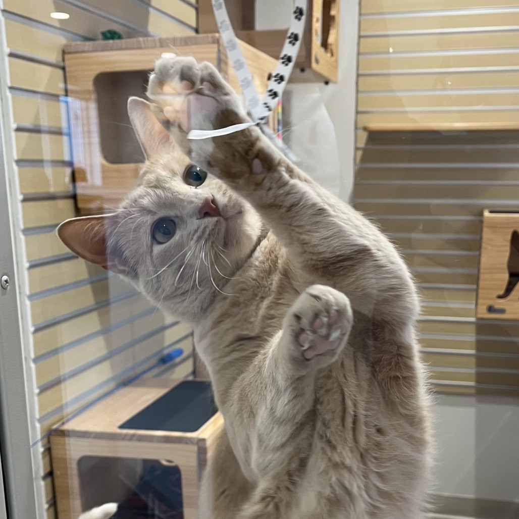 Puddin is available for adoption at Champaign County Humane Society