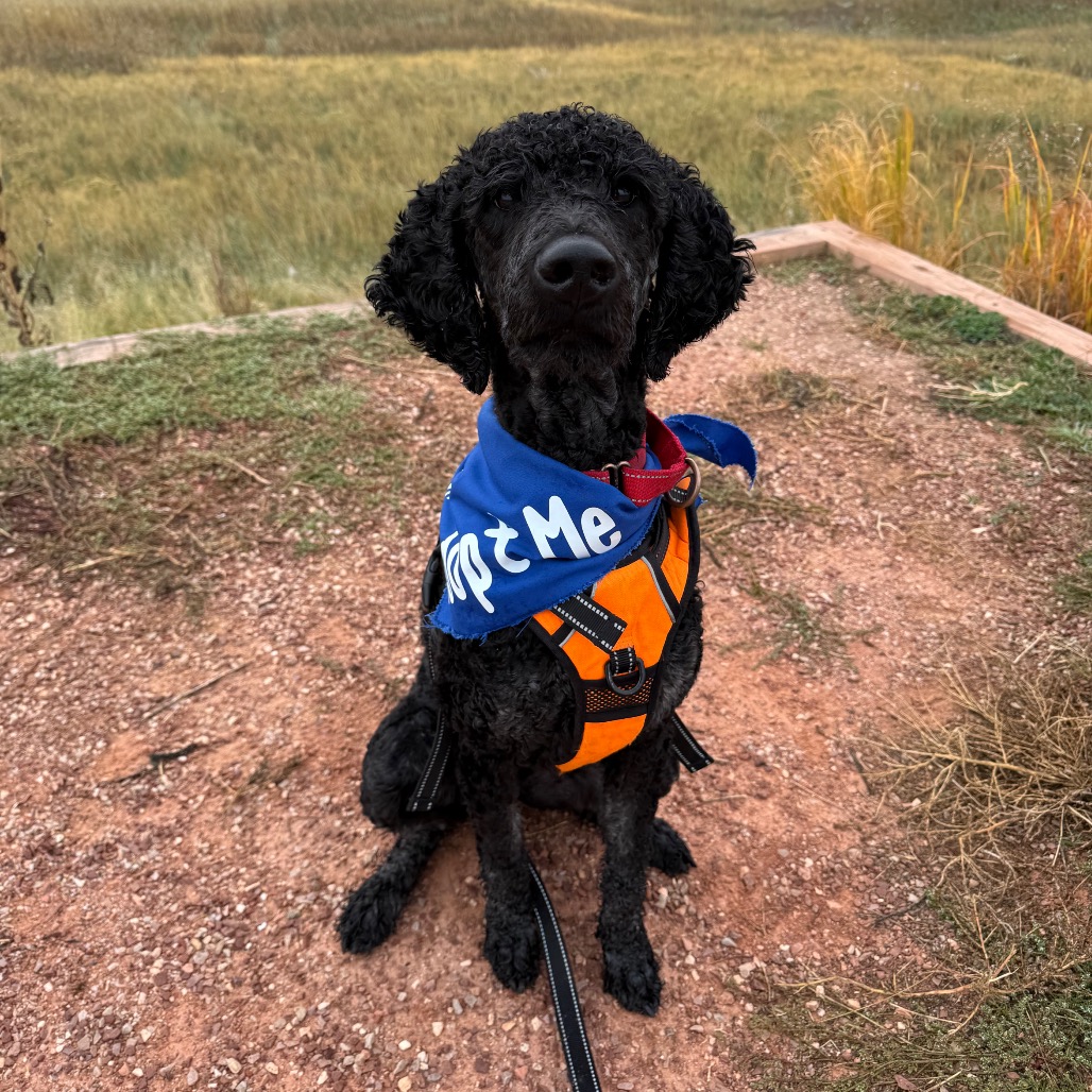 Bernie is available for adoption at All Aboard Animal Rescue