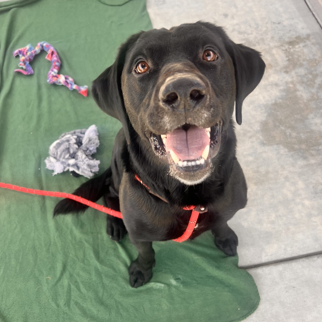 Adoptable – spcaLA