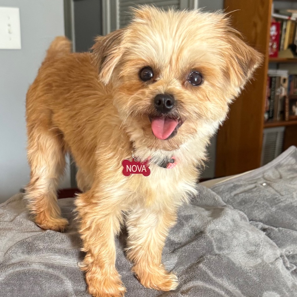 NOVA HONEY is available for adoption at Papillon Pals Rescue