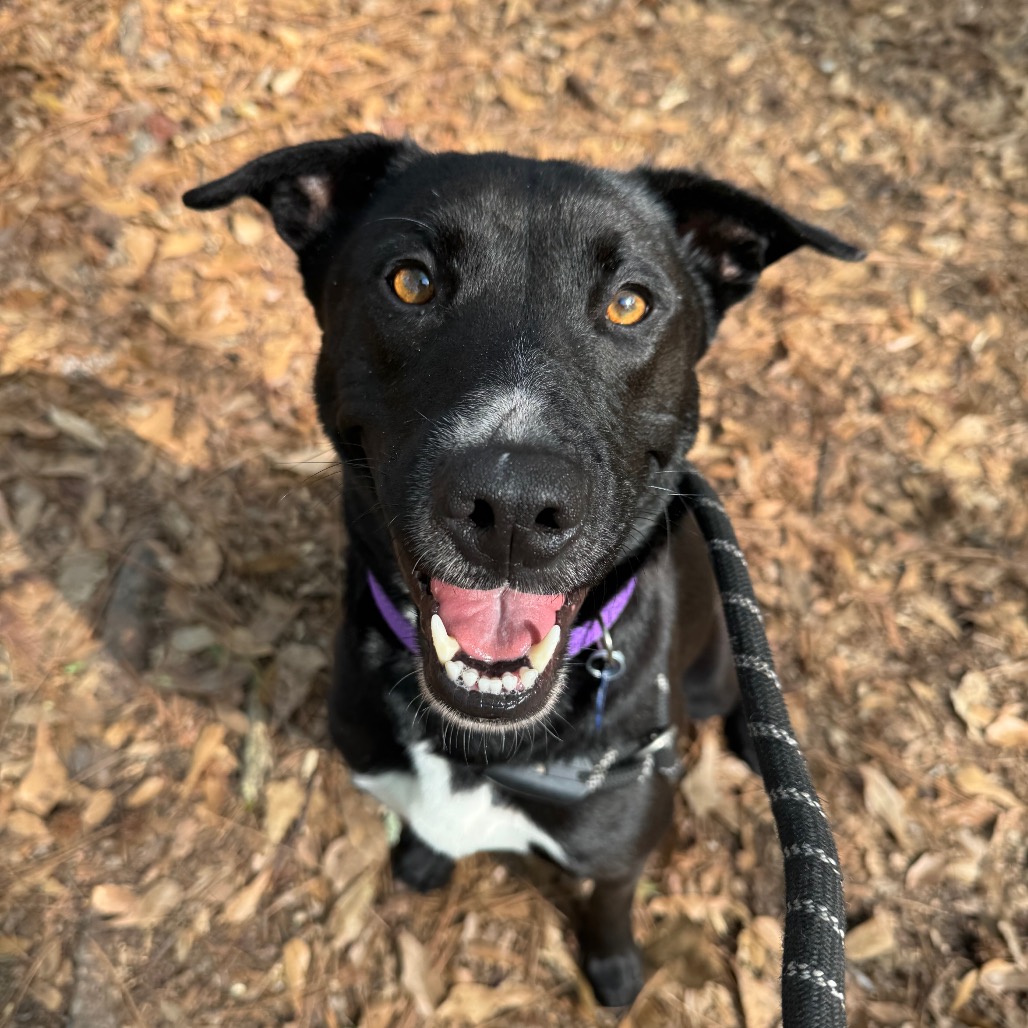 Novaleigh 4867 is available for adoption at Paws Humane Society