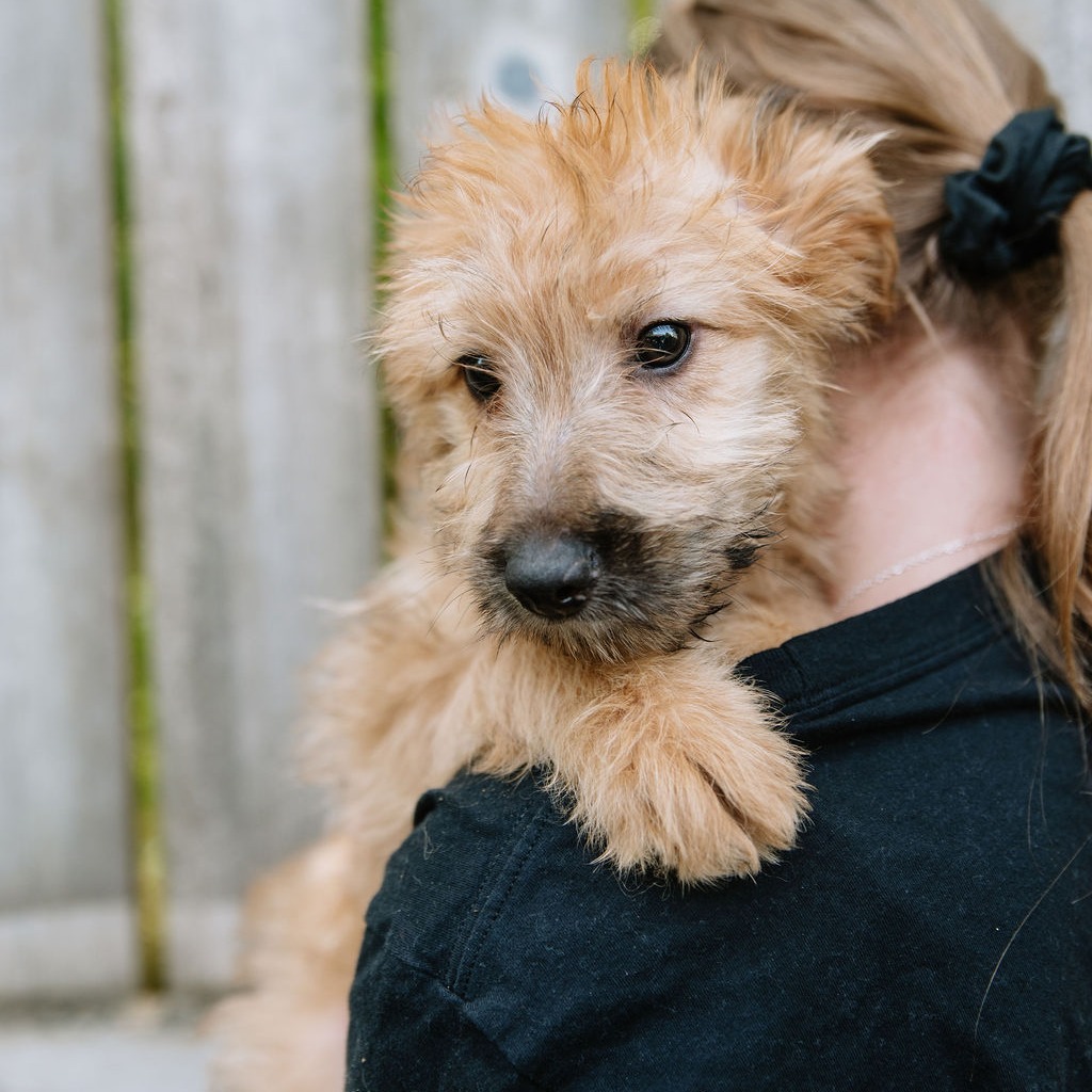 Pandora - Phoenix Animal Rescue