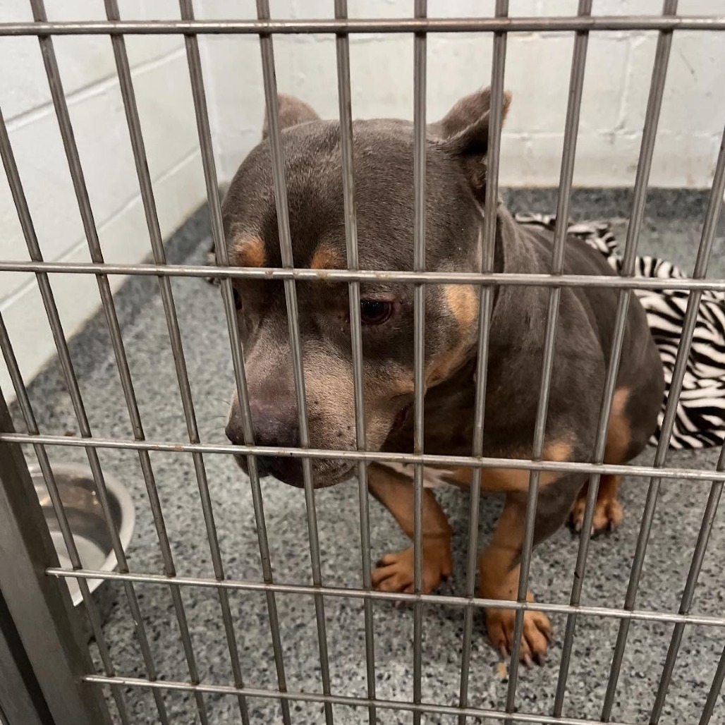 Jeffersonville Animal Shelter Adoption