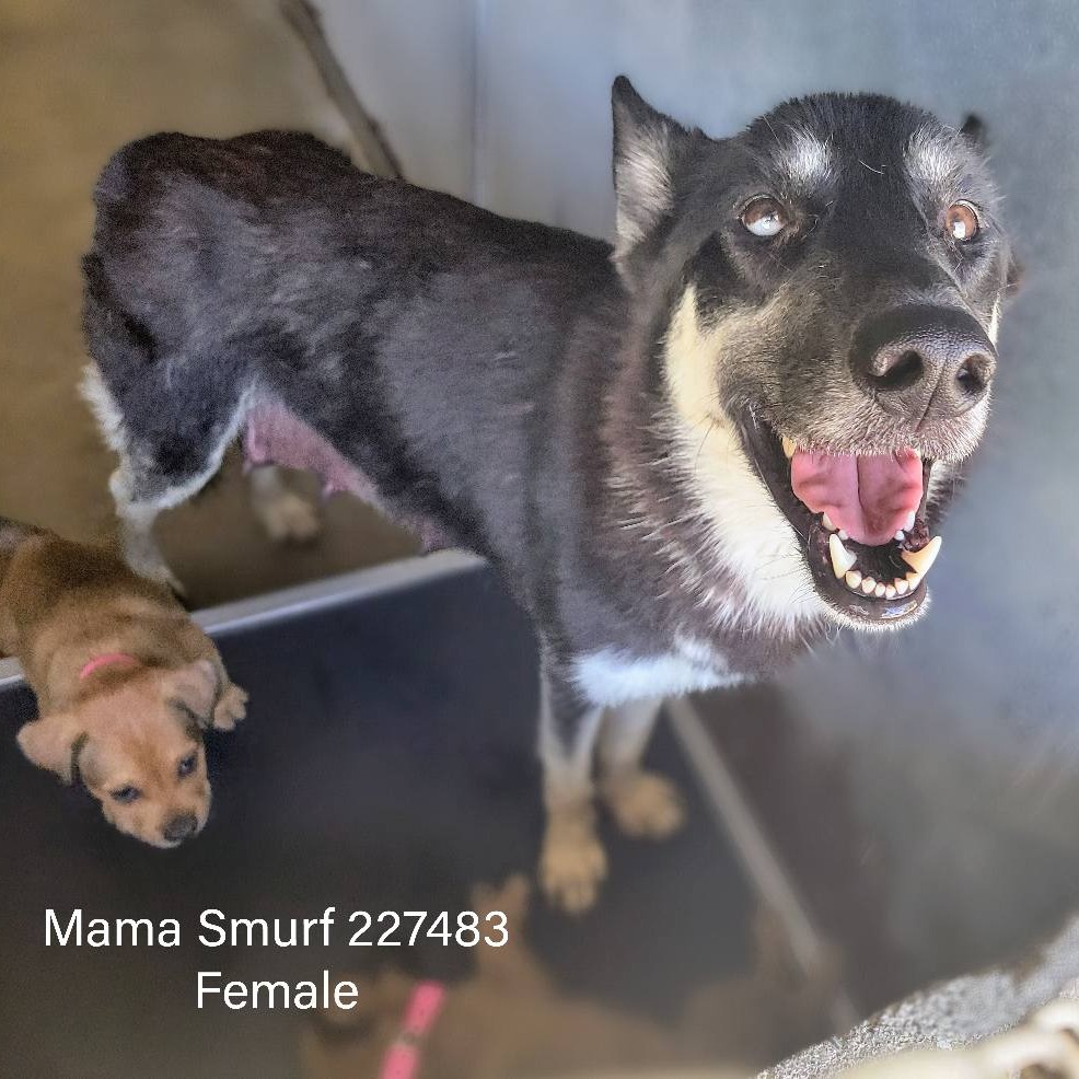 Mama Smurf is available for adoption at Palm Valley Animal Society