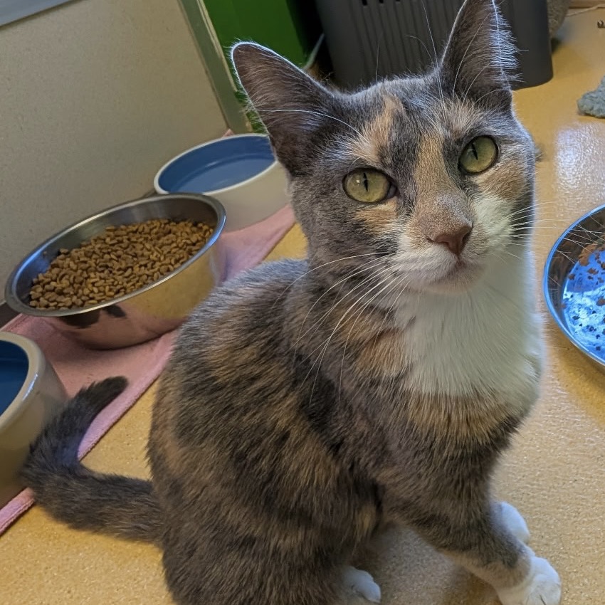 Lily is available for adoption at AnimalKind Inc.