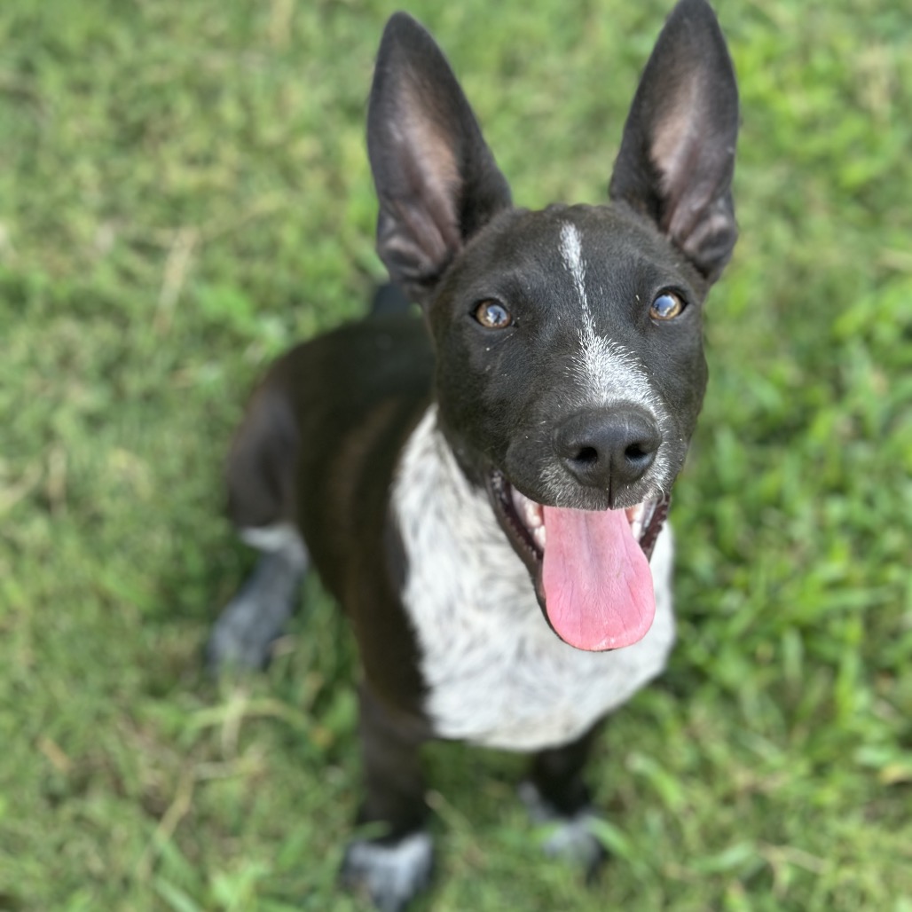 Gavin is available for adoption at A New Leash on Life, Inc.