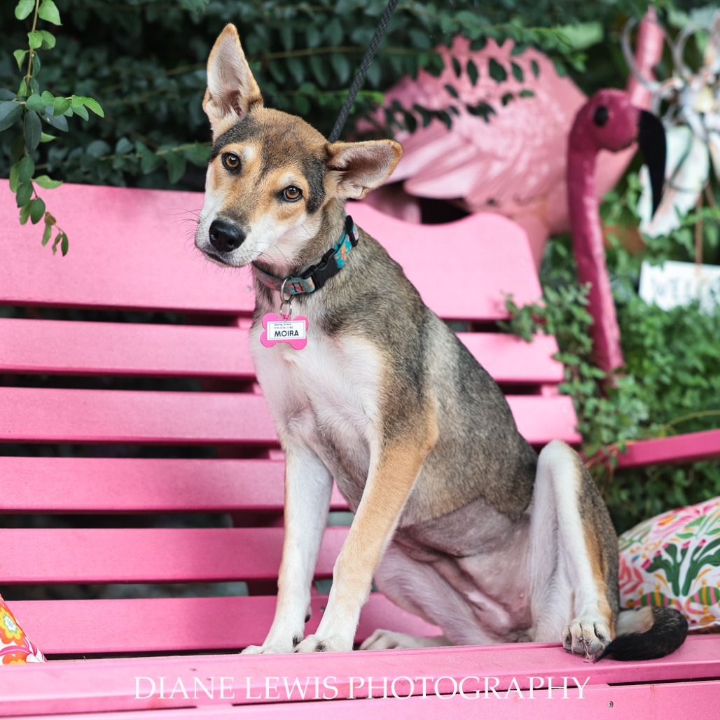 Moira is available for adoption at Saving Grace Animals for Adoption
