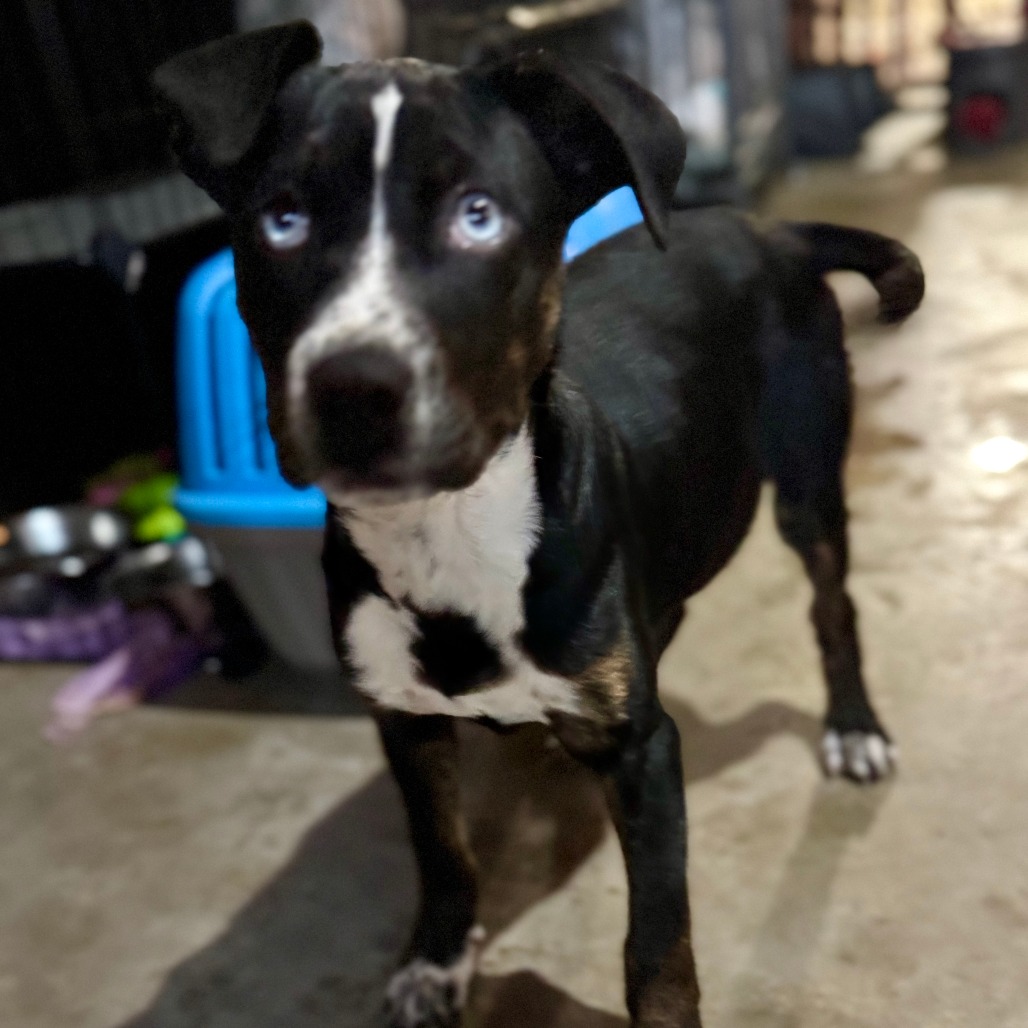 Adoptable Animals - Stray Paws Rescue