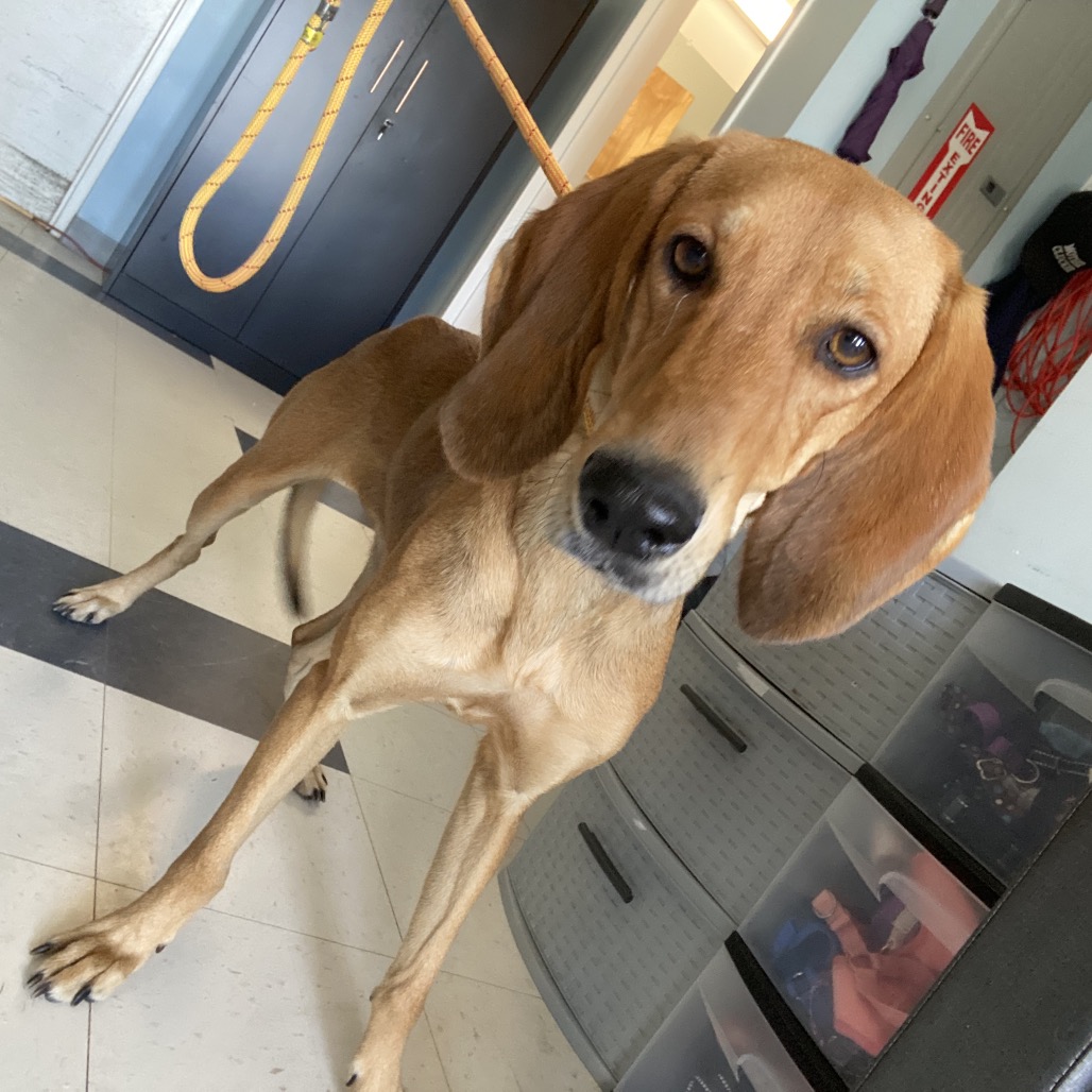 Rodneisha is available for adoption at Renegade Paws Rescue
