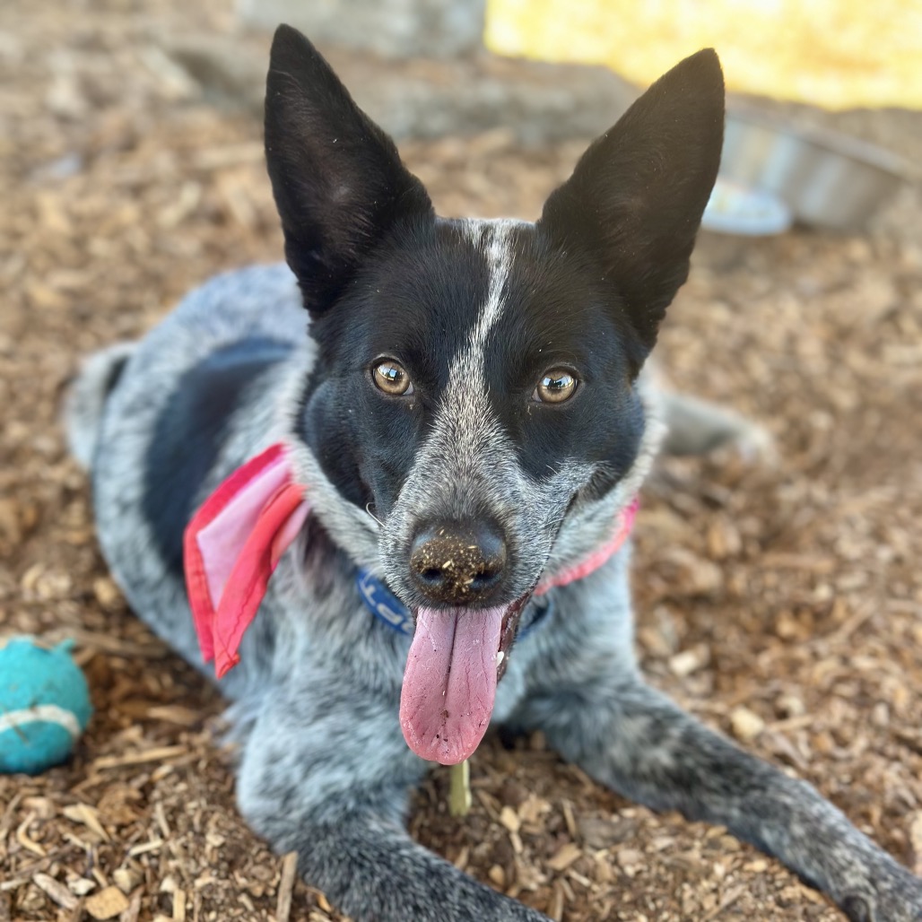 WALTINA is available for adoption at Milo Foundation