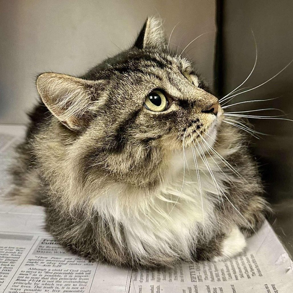 Carl (16656) is available for adoption at City Dogs & City Kitties Rescue