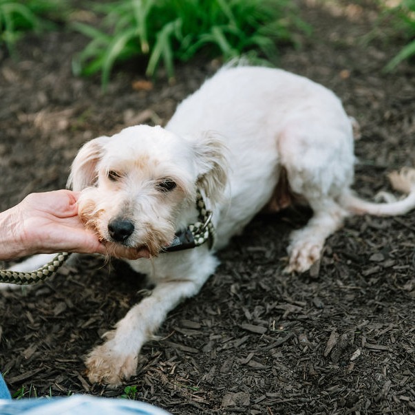 Lyra - Phoenix Animal Rescue