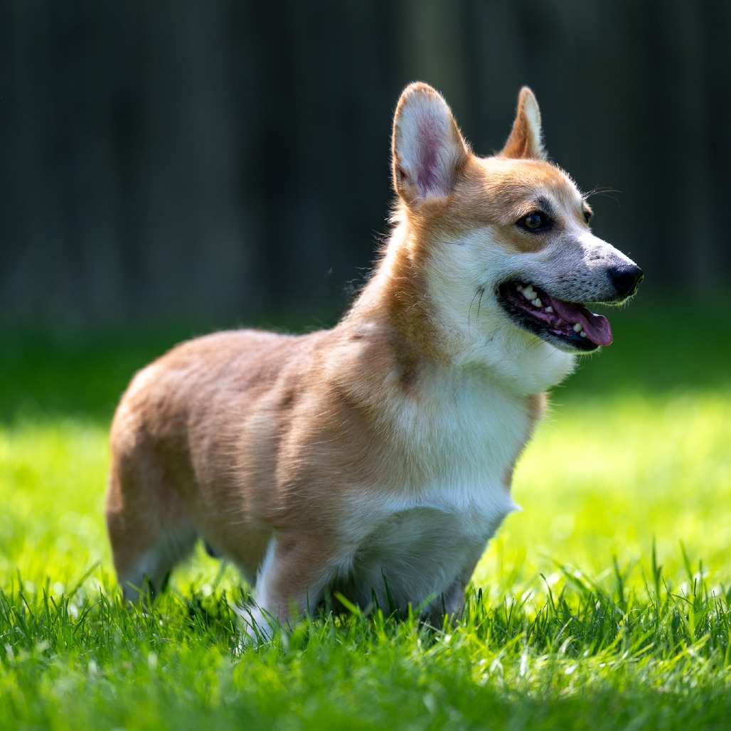 Sam - Phoenix Animal Rescue