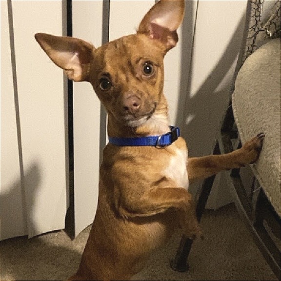 Samuel Russell is available for adoption at Anderson Humane