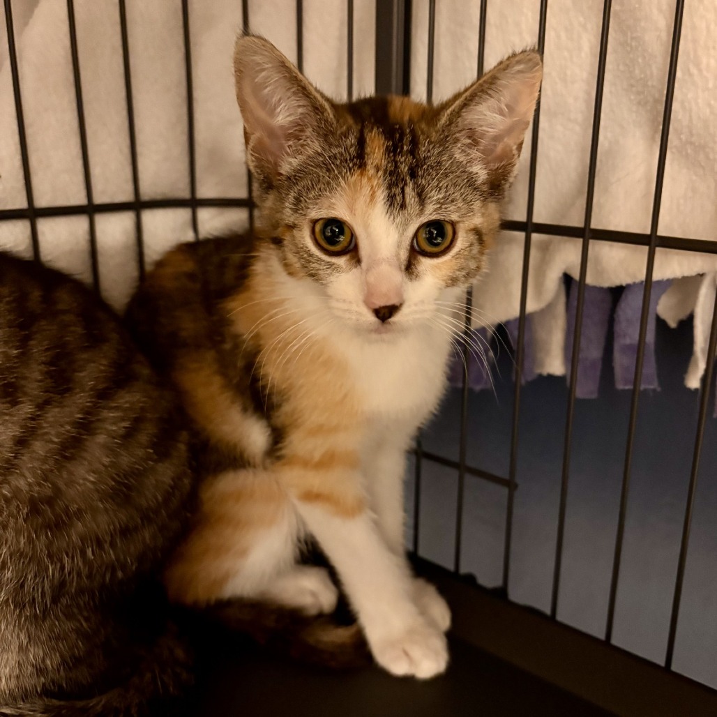 Meet Pixie, a Domestic Shorthair Cat Available For Adoption | Lost Our Home