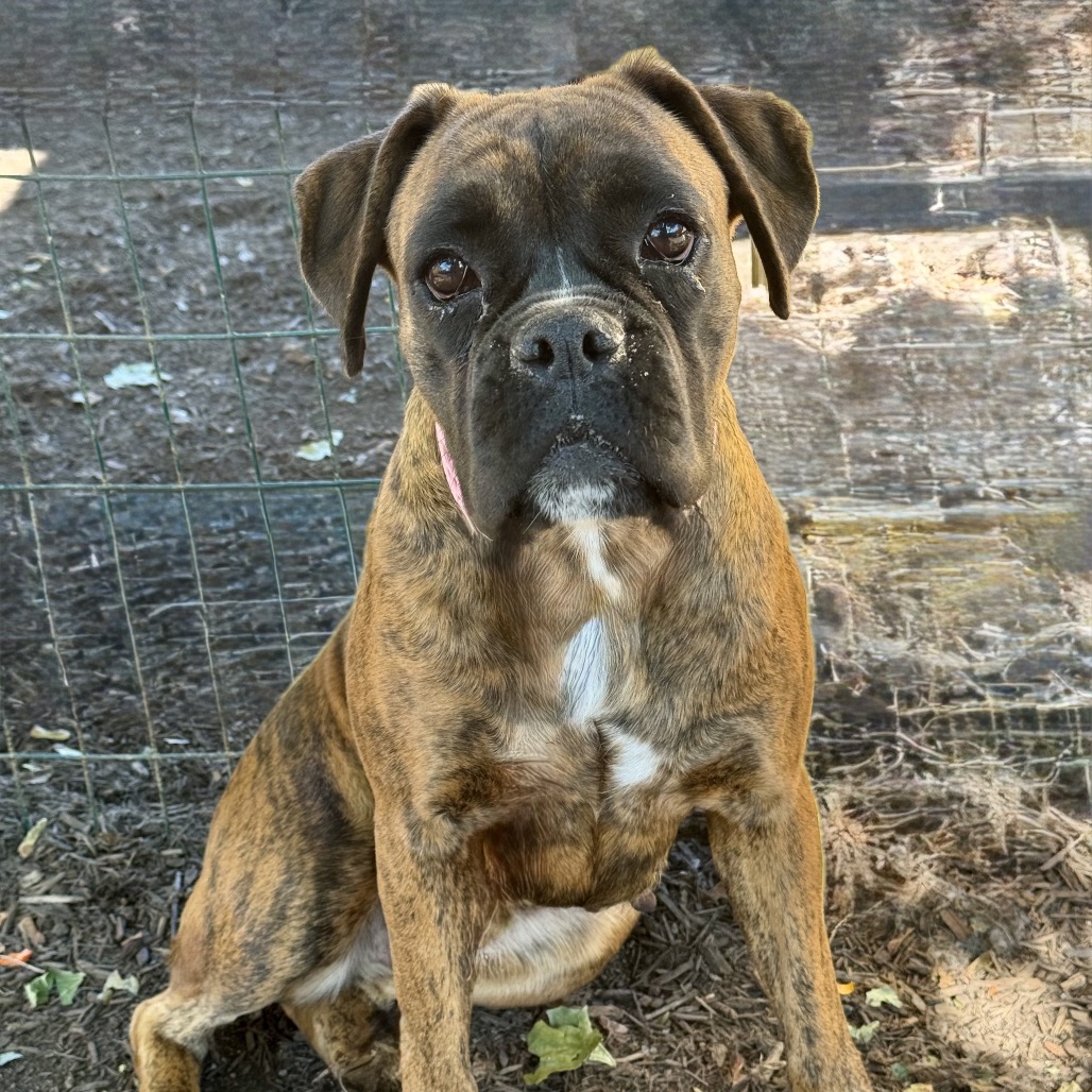 Sheila - Phoenix Animal Rescue