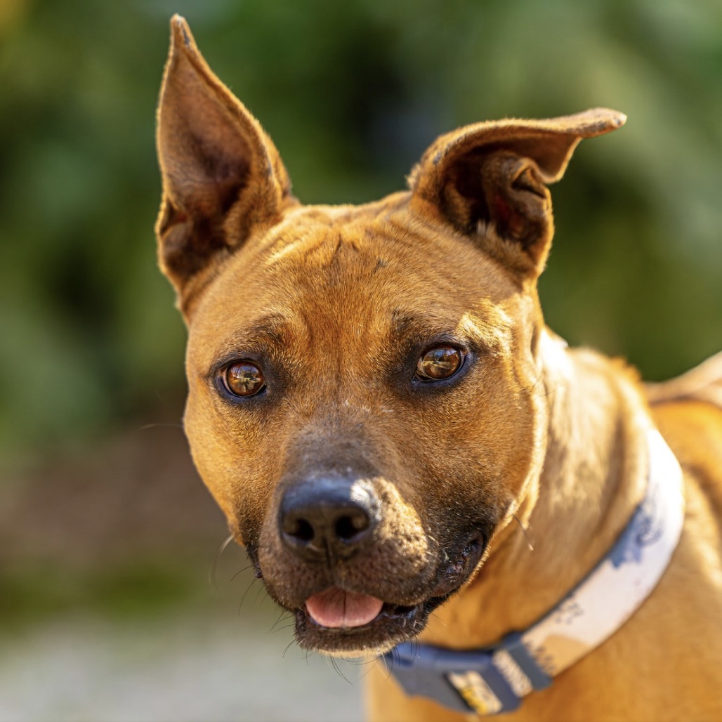 Ohh La La is available for adoption at PAWS Atlanta