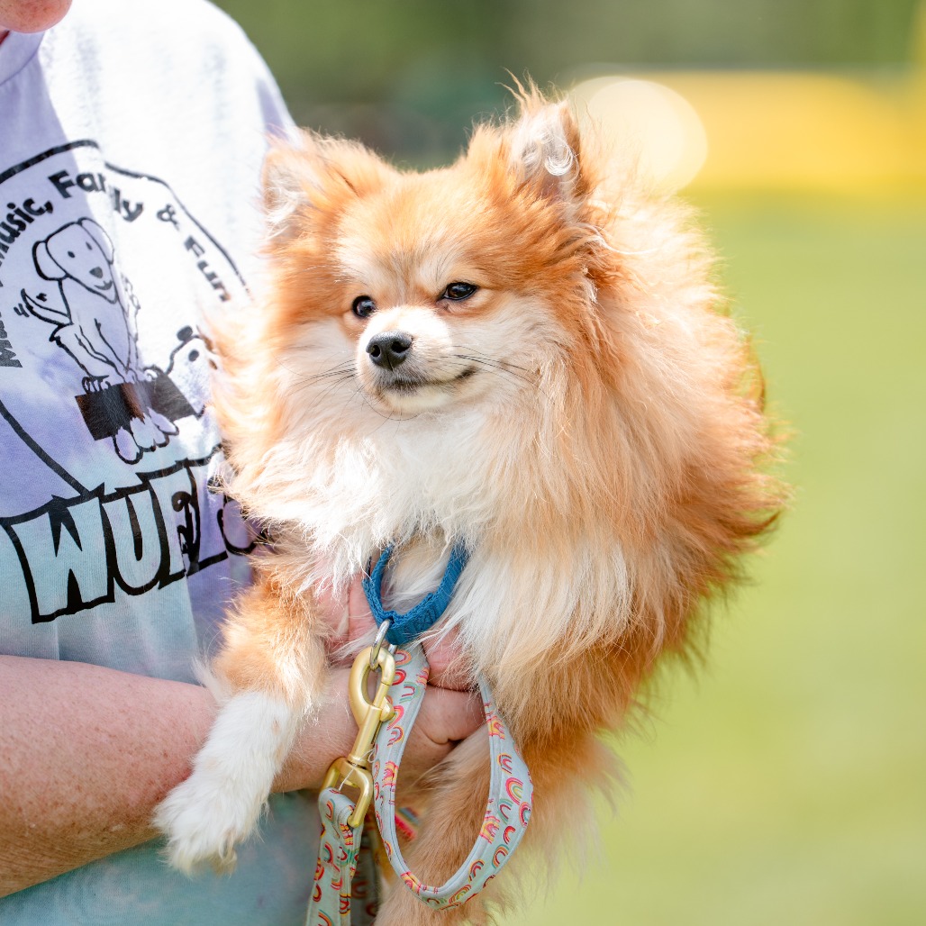 Chester - Phoenix Animal Rescue
