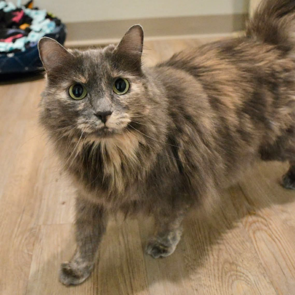 Mila is available for adoption at Five Acres Animal Shelter