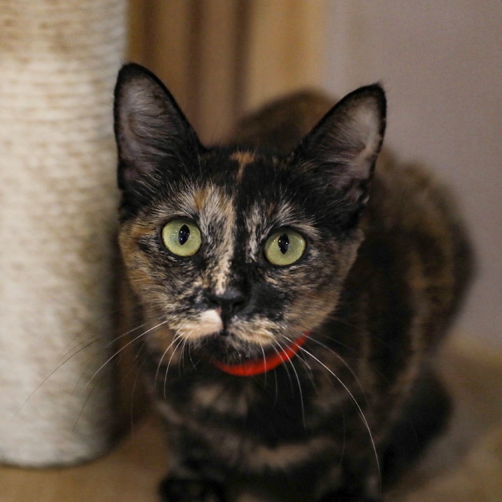 Aliyah is available for adoption at Humane Society of Tampa Bay ...
