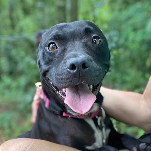 Daisy is available for adoption at Jacksonville Humane Society