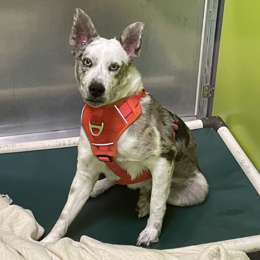 Jelly Bean 🫘 is available for adoption at SpokAnimal C.A.R.E.