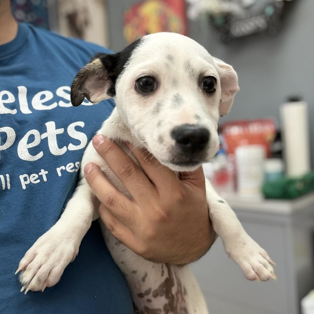 Snoopy - Chino Hills Location is available for adoption at Priceless Pets