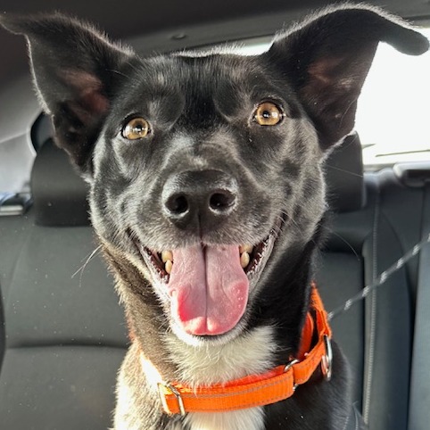 Socks is Available for Adoption at Union County Humane Society