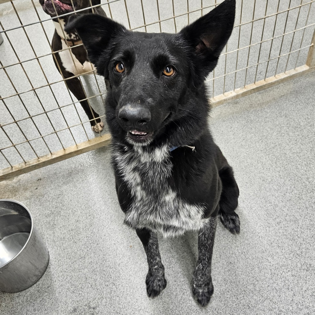 Boots is available for adoption at Kingman County Humane Society