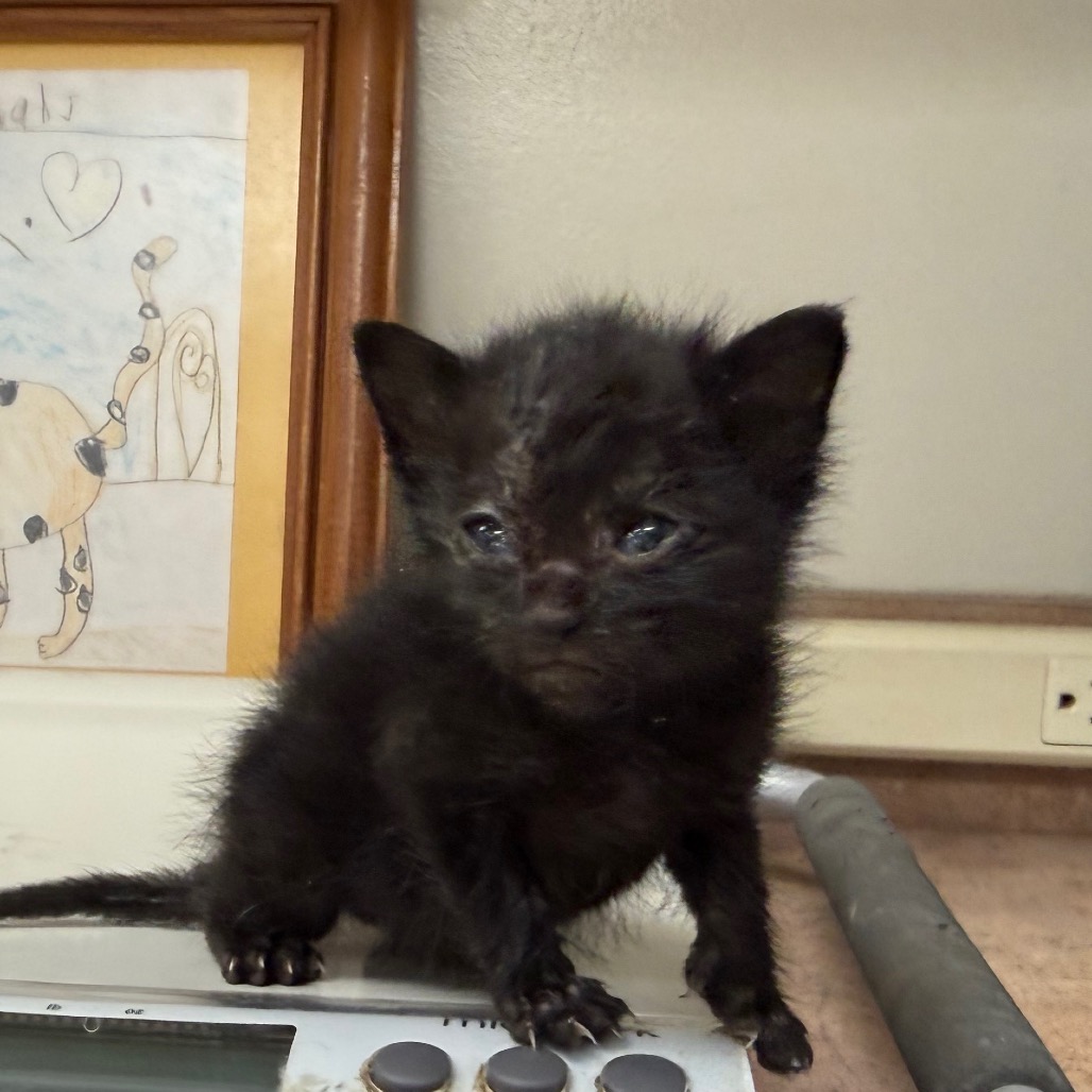 Adoptable Dogs – The Humane Society of Greater Kansas City